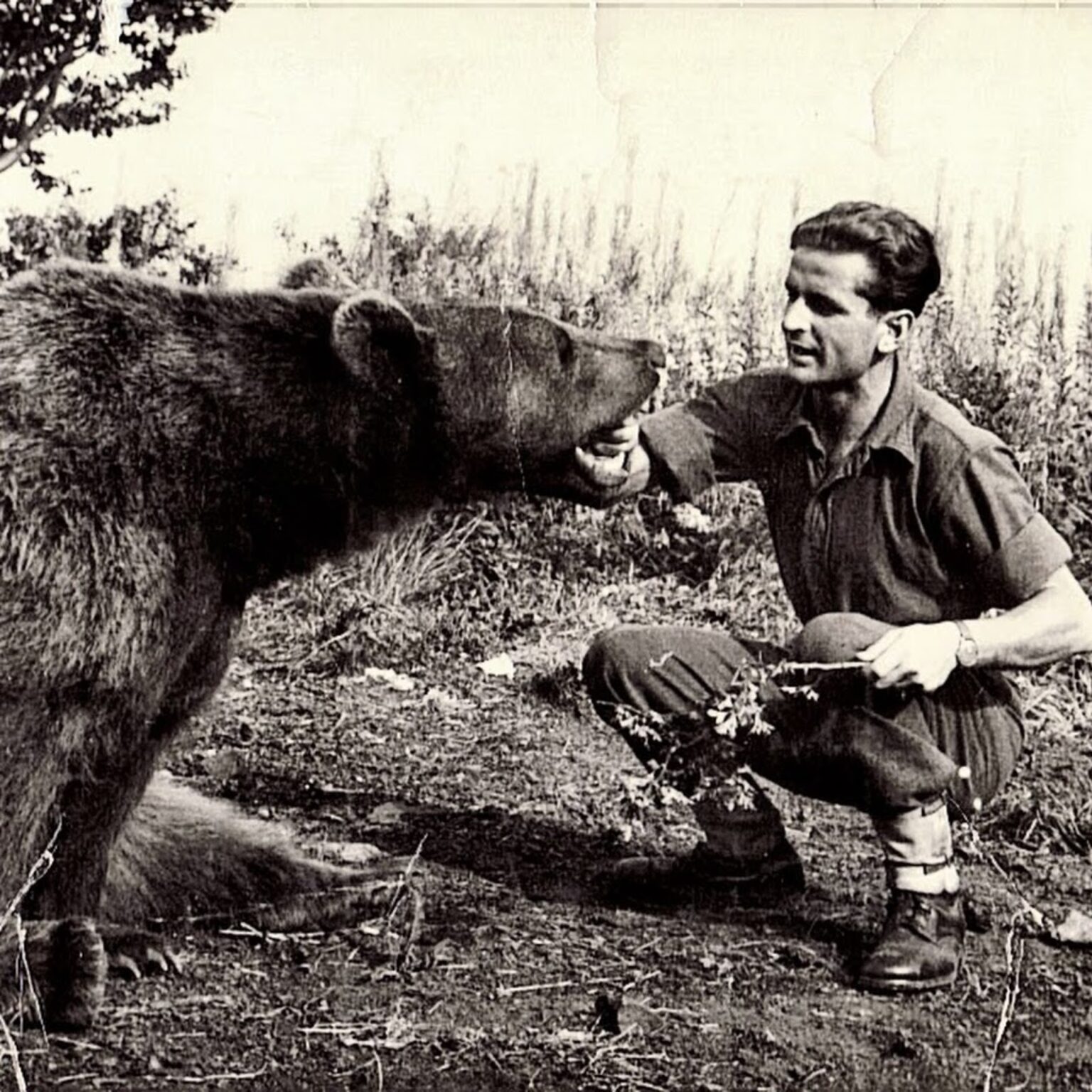 Wojtek – A Bear Who Became A Soldier - Polish History