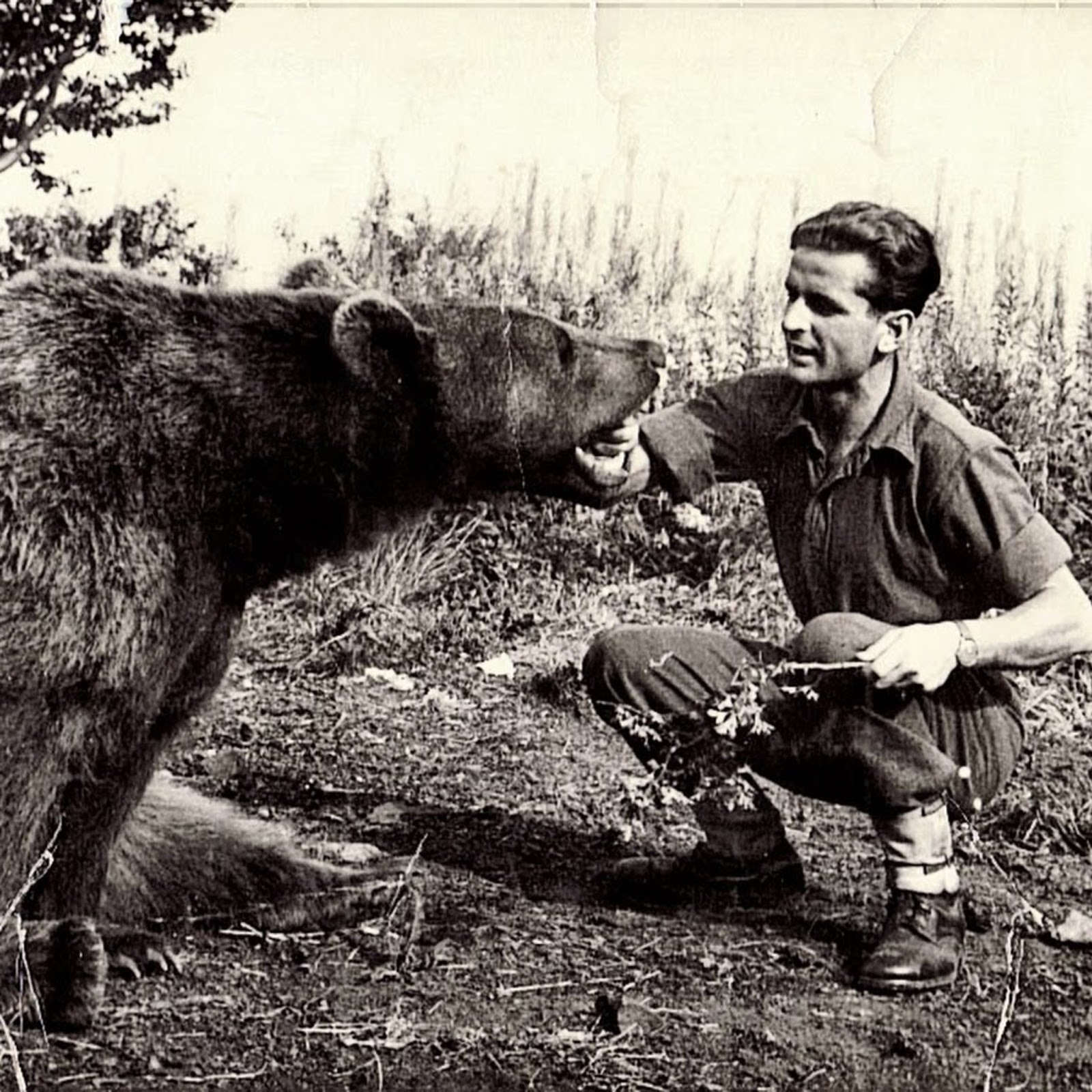 Wojtek – A Bear Who Became A Soldier - Polish History Wojtek – A Bear Who Became A Soldier - Polish History
